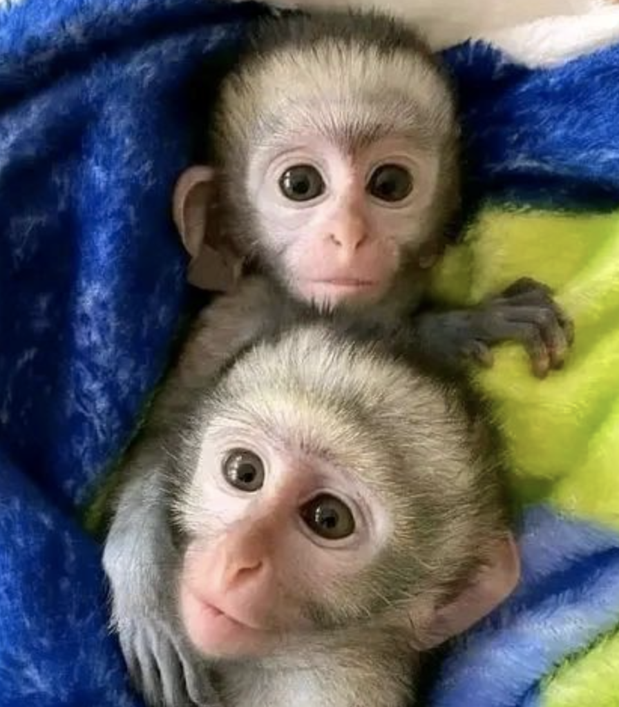 ventas de monos - monos y loros en ventas