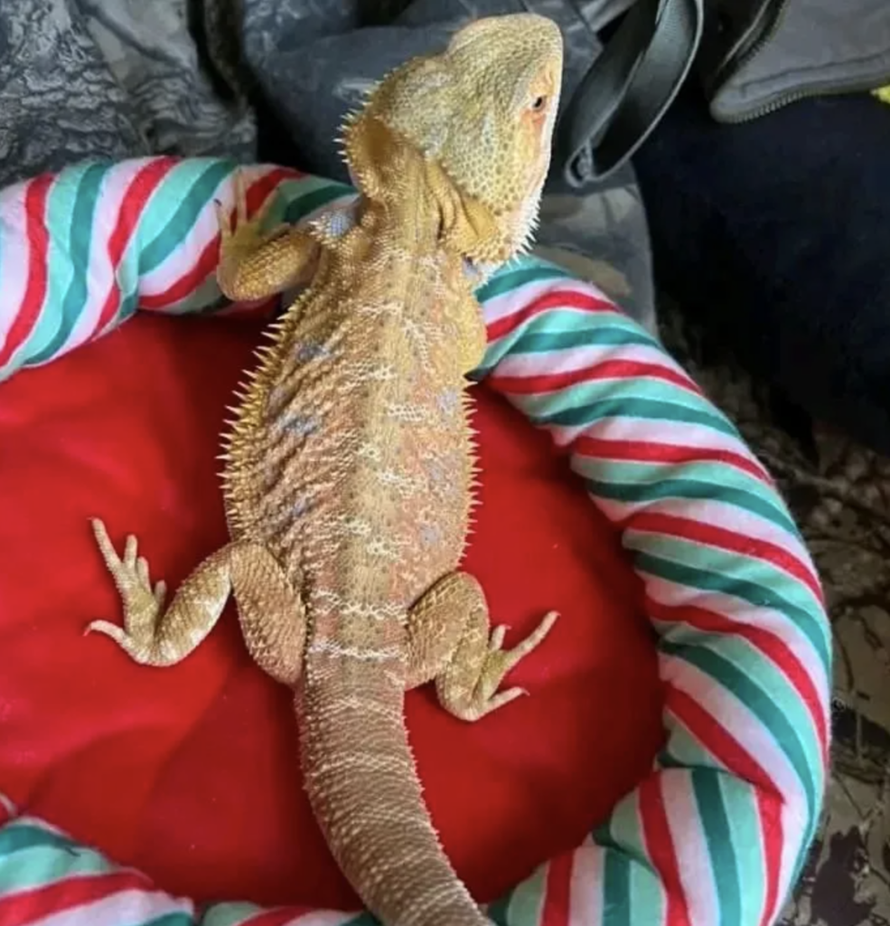 Dragón Barbudo Macho de 01 Año en Venta en Mascotas.en-Venta.com