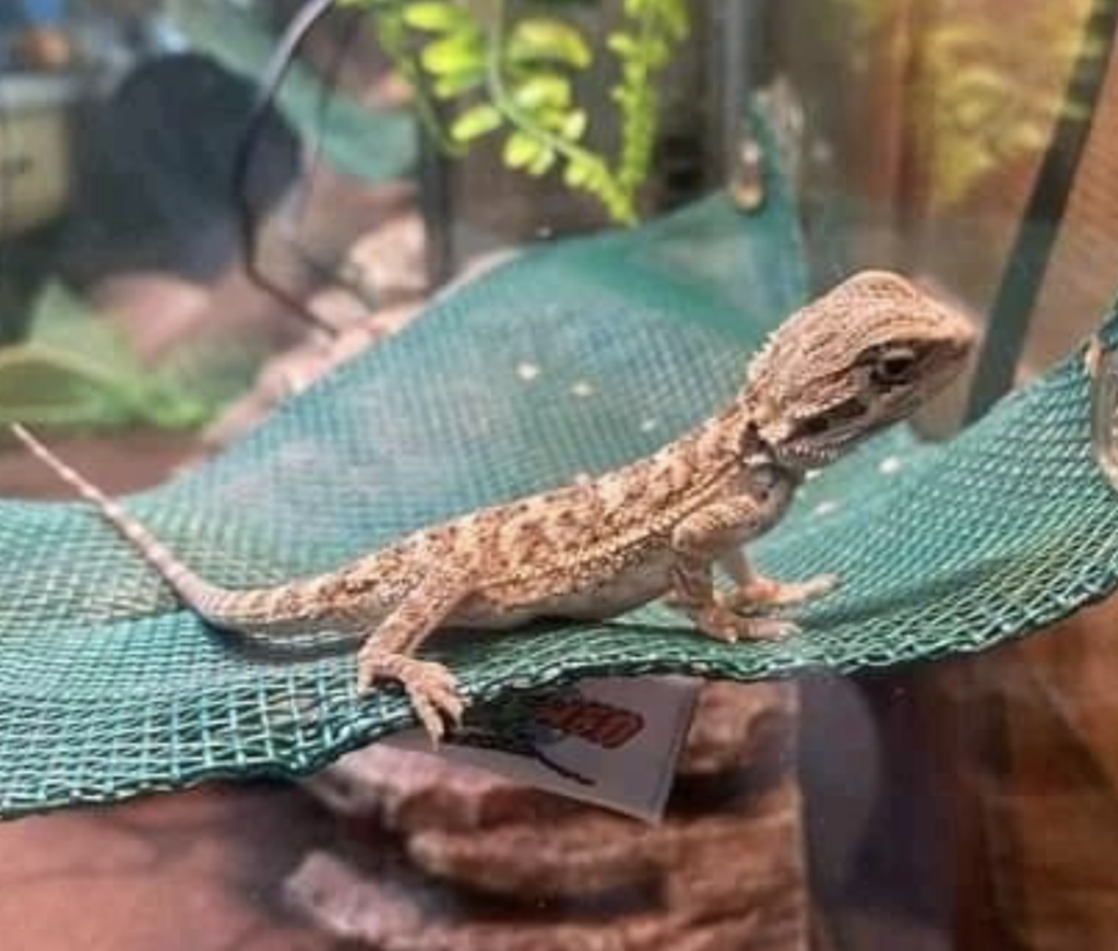 Dragón Barbudo Marrón Líder Juvenil en Venta en mascotas.en-ventas.com